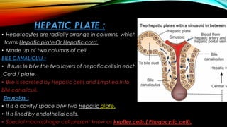 Liver ppt | PDF