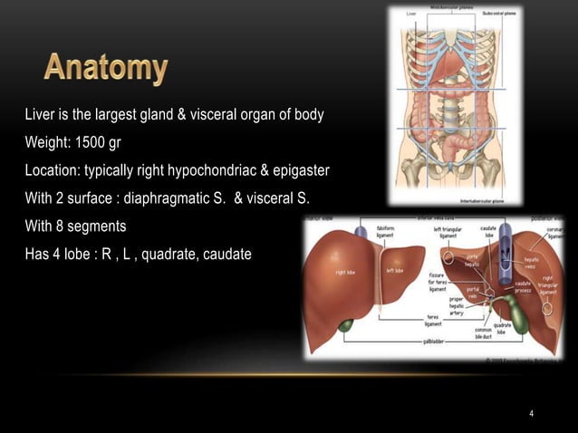 Liver ppt..pptx- Liver Computed Tomography | PPTX