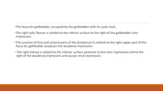 LIVER PRESENATION SHARE NeeeeeeEW-1.pptx