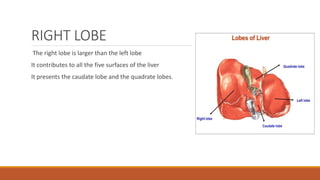 LIVER PRESENATION SHARE NeeeeeeEW-1.pptx