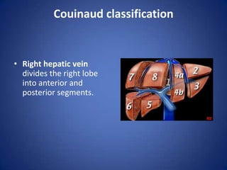 Liver segmental anatomy | PDF