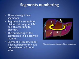 Liver segmental anatomy | PDF