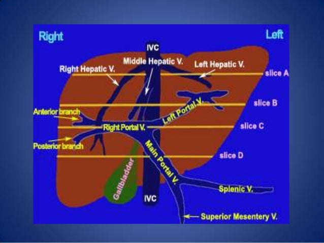 Liver segmental anatomy