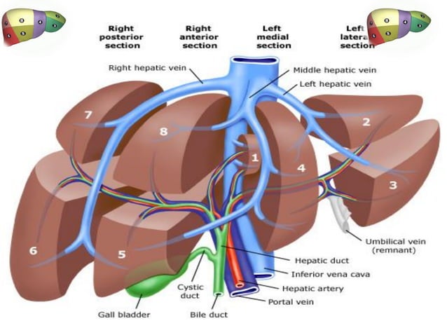 Liver segmental anatomy | PDF | Geography | Science