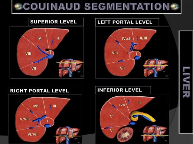 Liver segmental anatomy | PDF | Geography | Science
