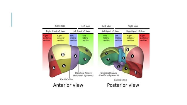 Liver segments | PPTX