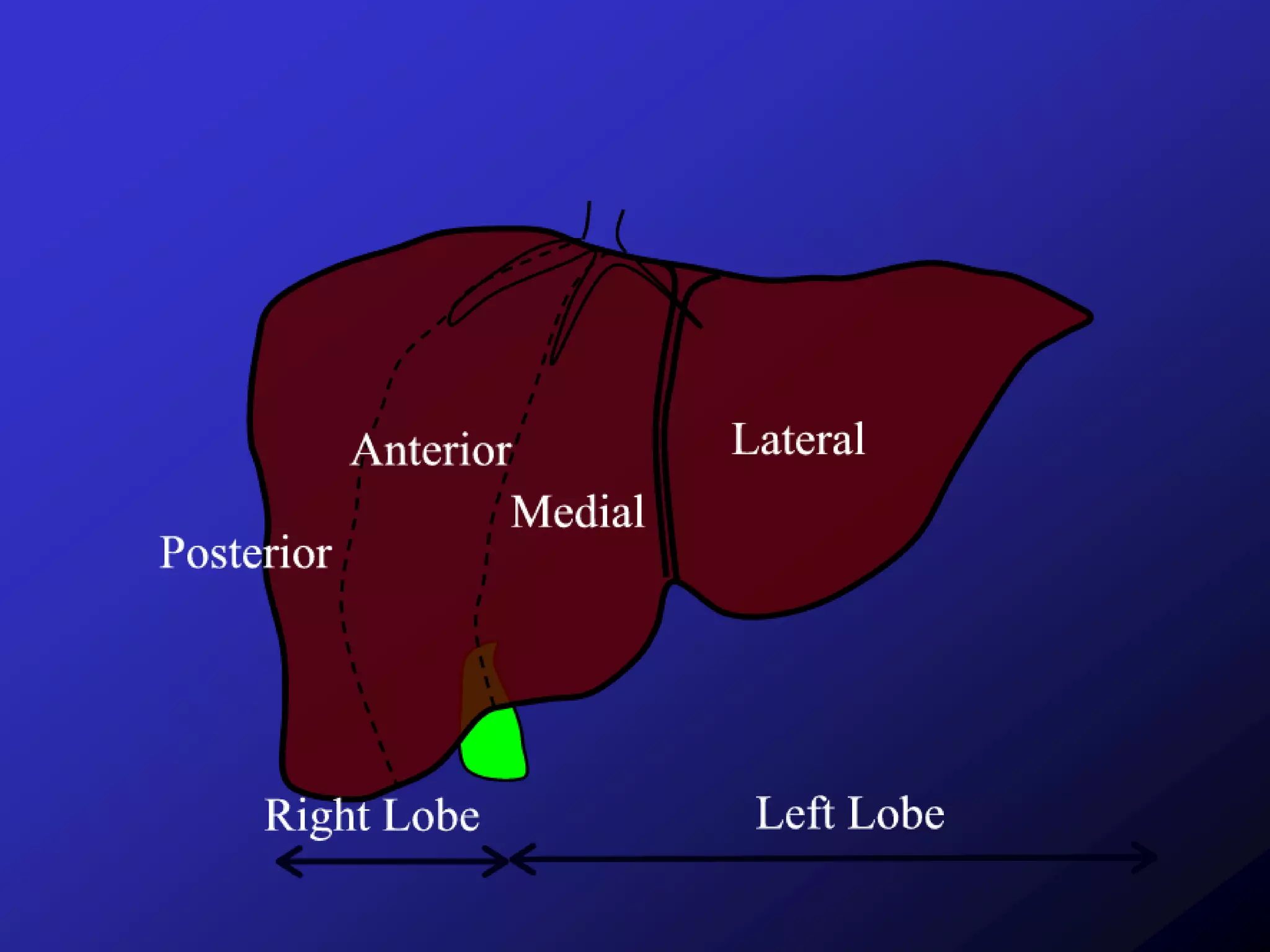 Liver segments on ultrasound | PPTX