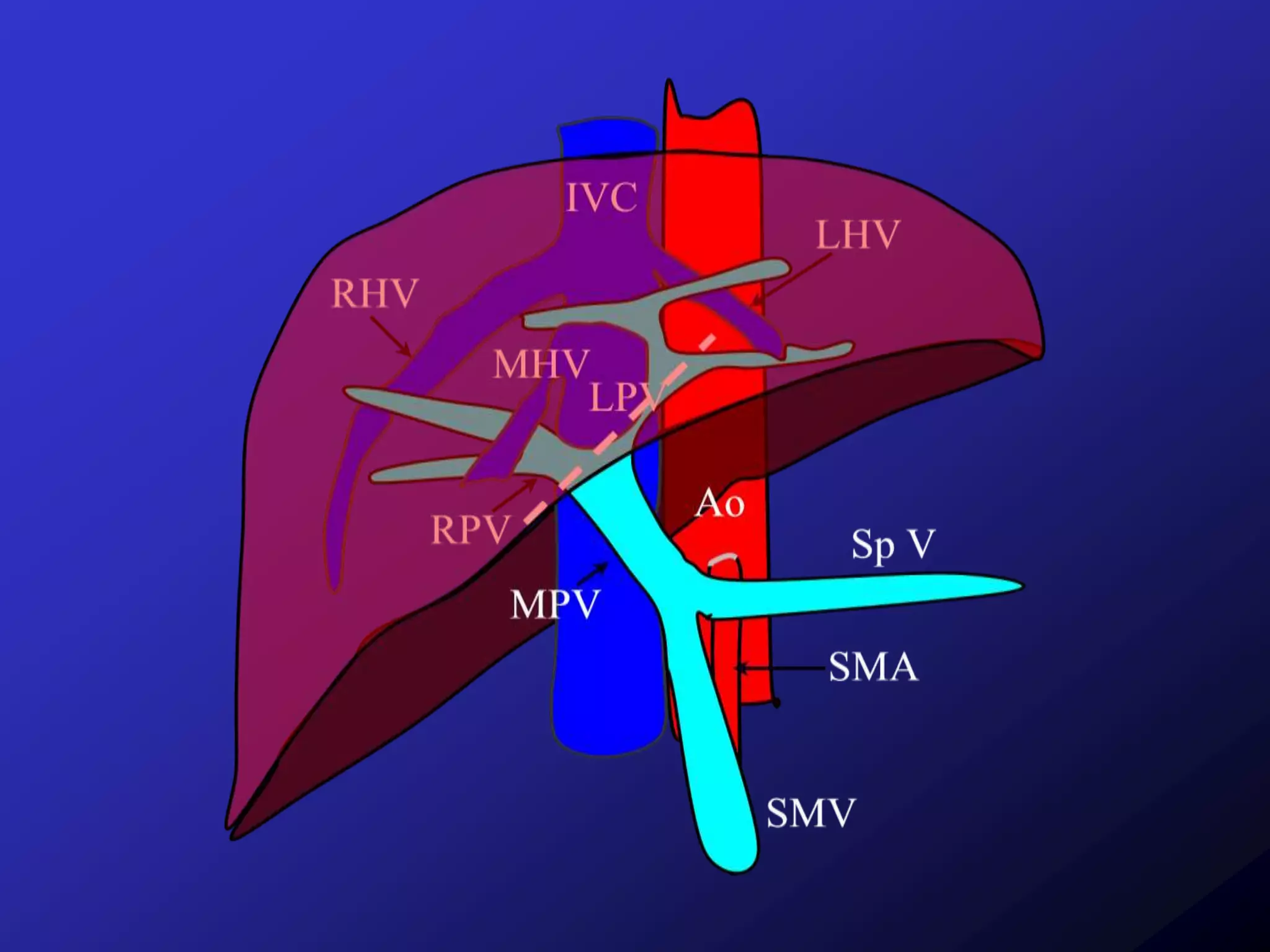 Liver Segments On Ultrasound Ppt
