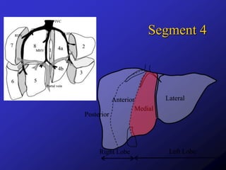 Liver segments on ultrasound | PPTX