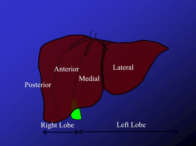 Liver segments on ultrasound | PPTX