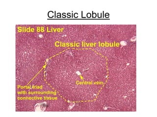 Liver slides | PDF