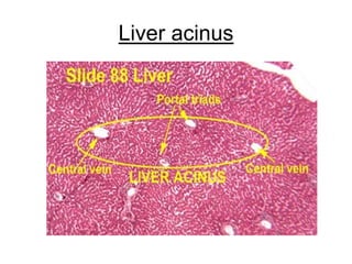 Liver slides | PDF