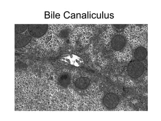 Liver slides | PDF