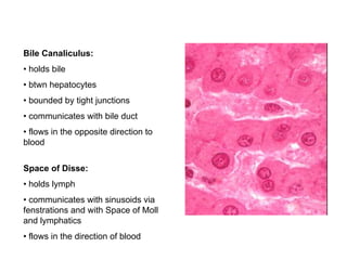 Liver slides | PDF