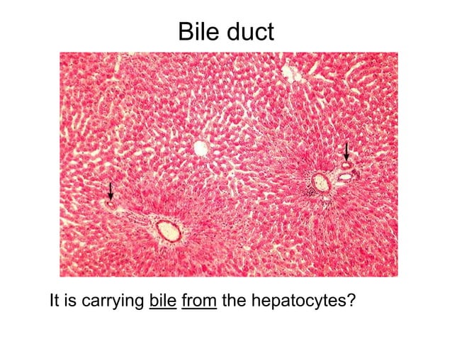 Liver slides | PDF