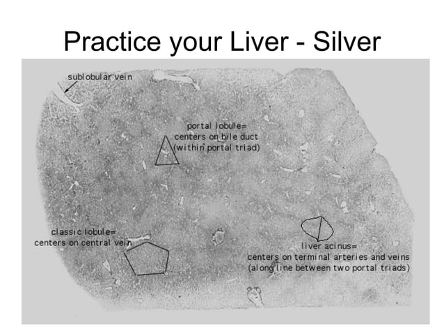 Liver slides | PDF