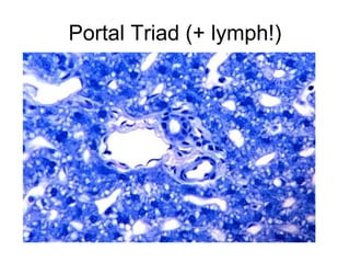 Liver Slide Portal Triad