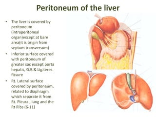 LIVER sonika.pptx
