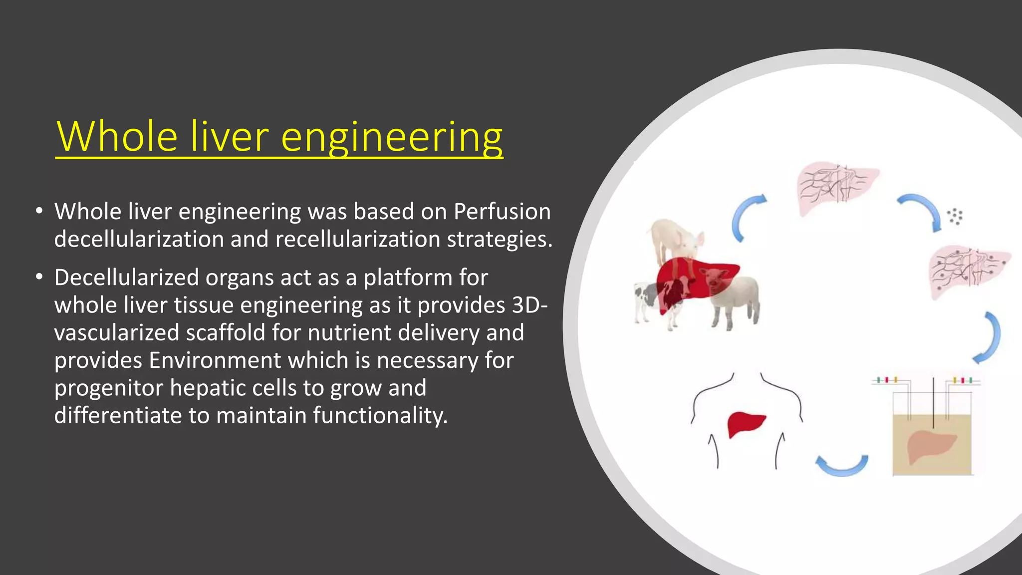 Liver tissue engineering | PPTX
