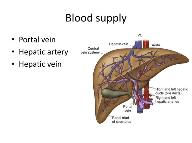 Liver trauma: A comprehensive review of classification, mechanisms ...