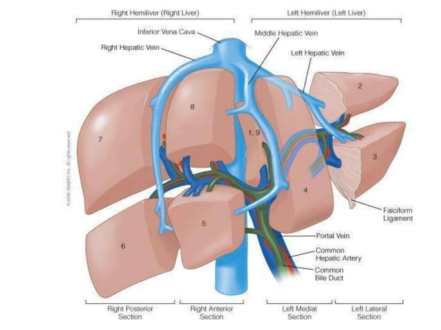 Liver trauma: A comprehensive review of classification, mechanisms ...