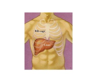 Liver trauma: A comprehensive review of classification, mechanisms ...