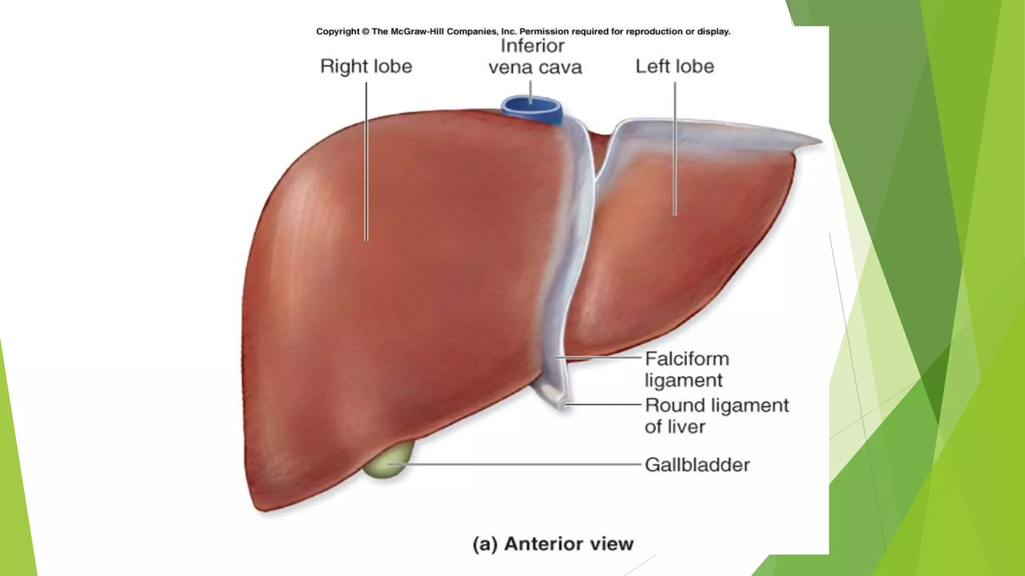 Liver trauma | PPTX