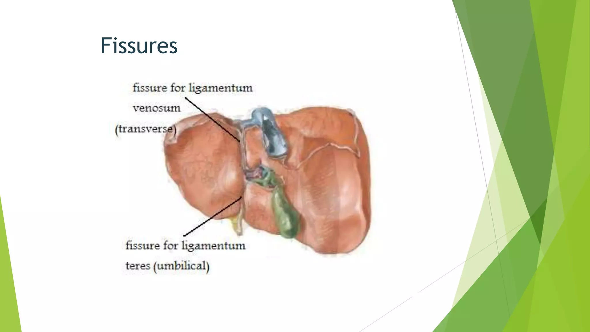 Liver trauma | PPTX