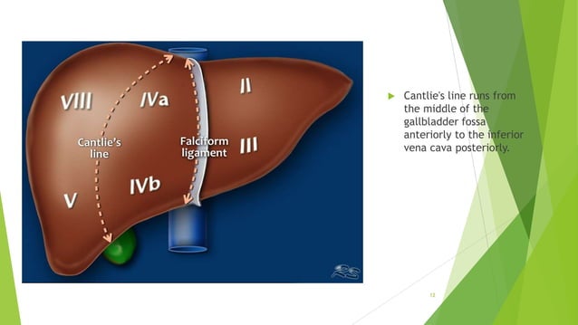 Liver trauma | PPT