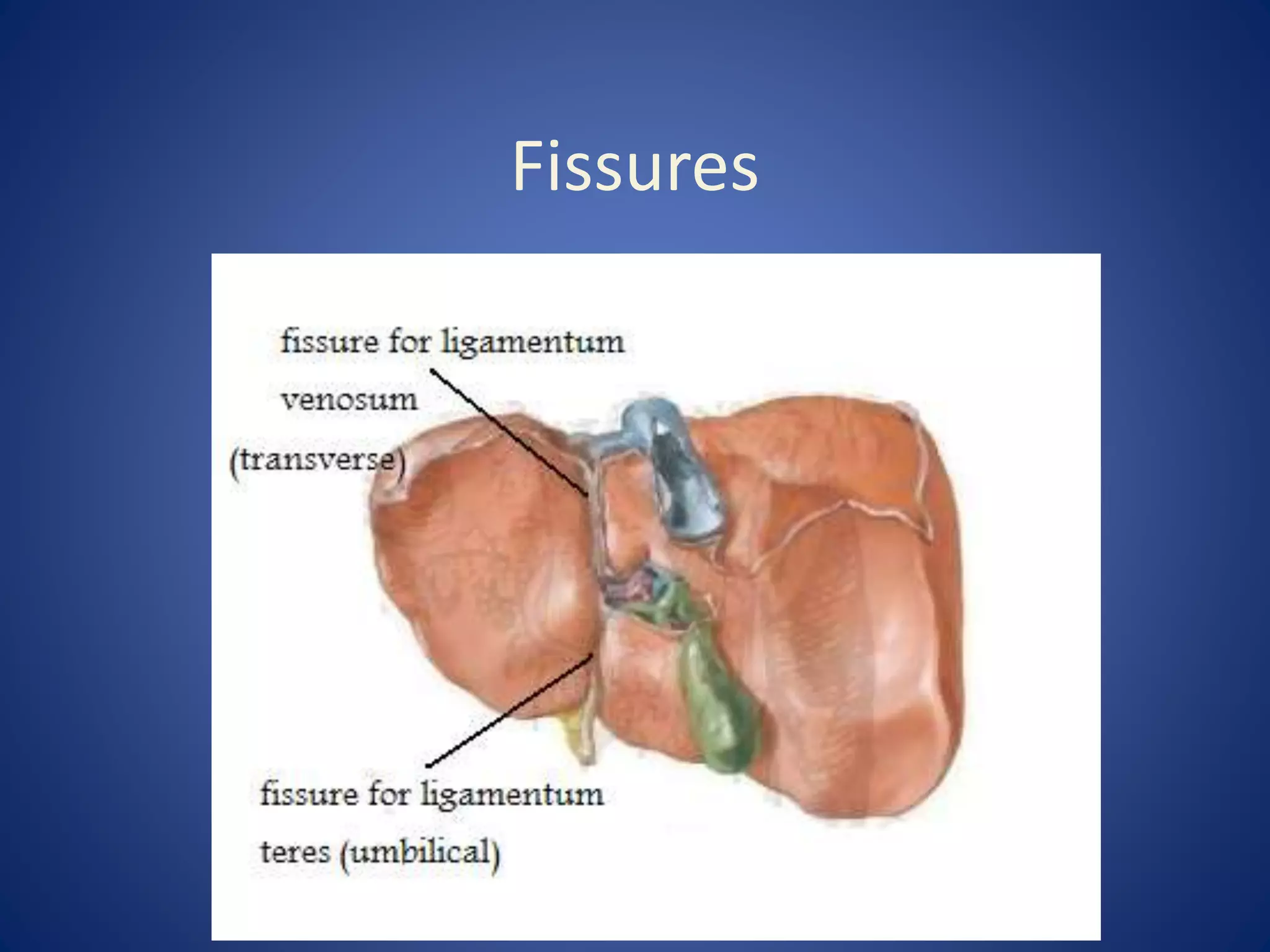 Liver trauma | PPTX