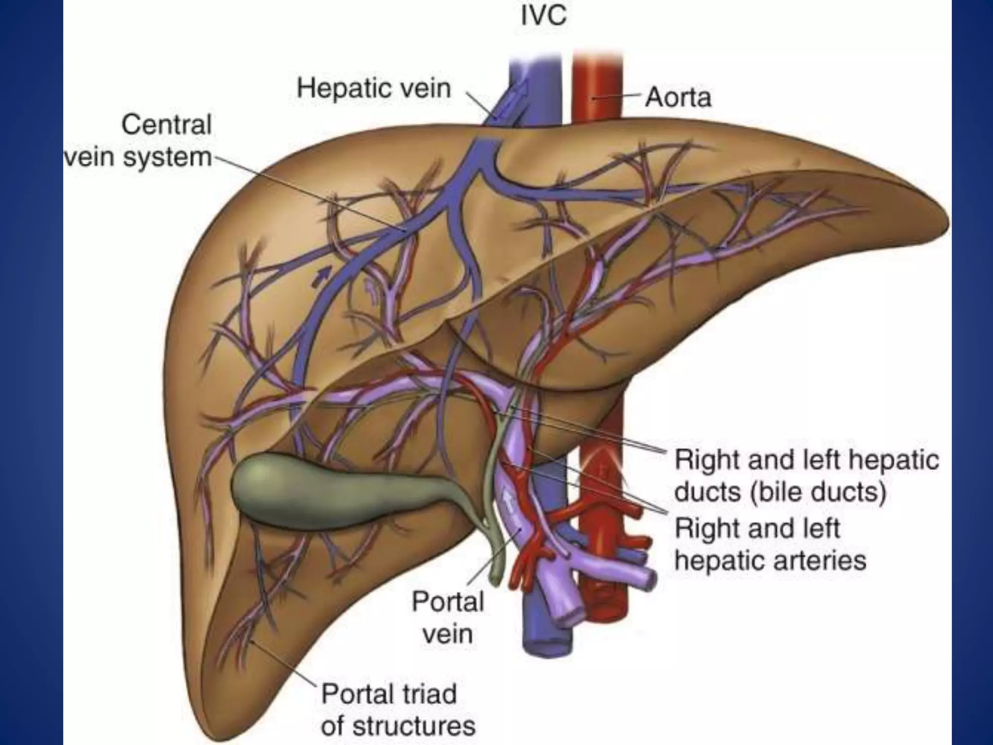 Liver trauma | PPTX