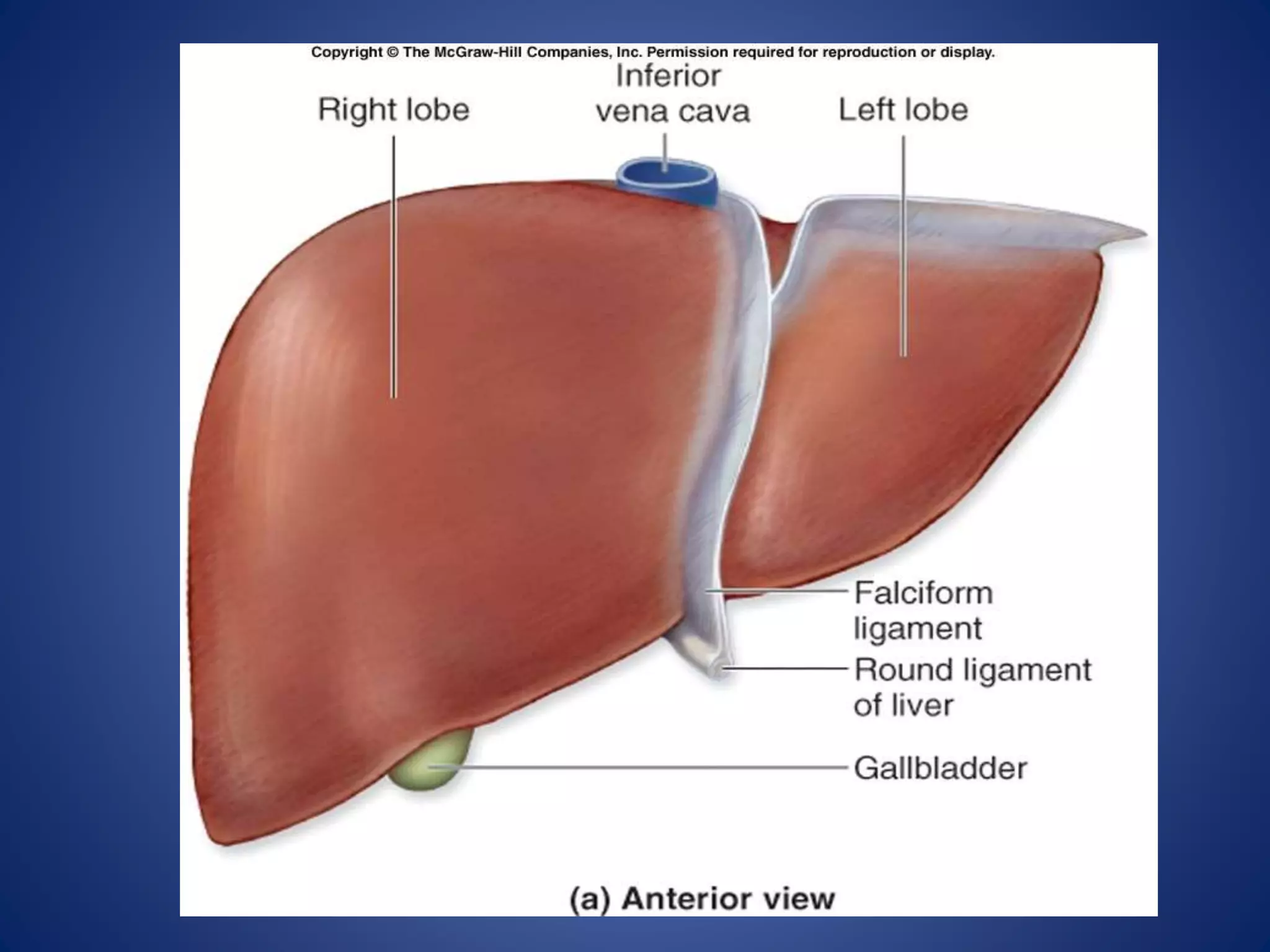 Liver trauma | PPTX