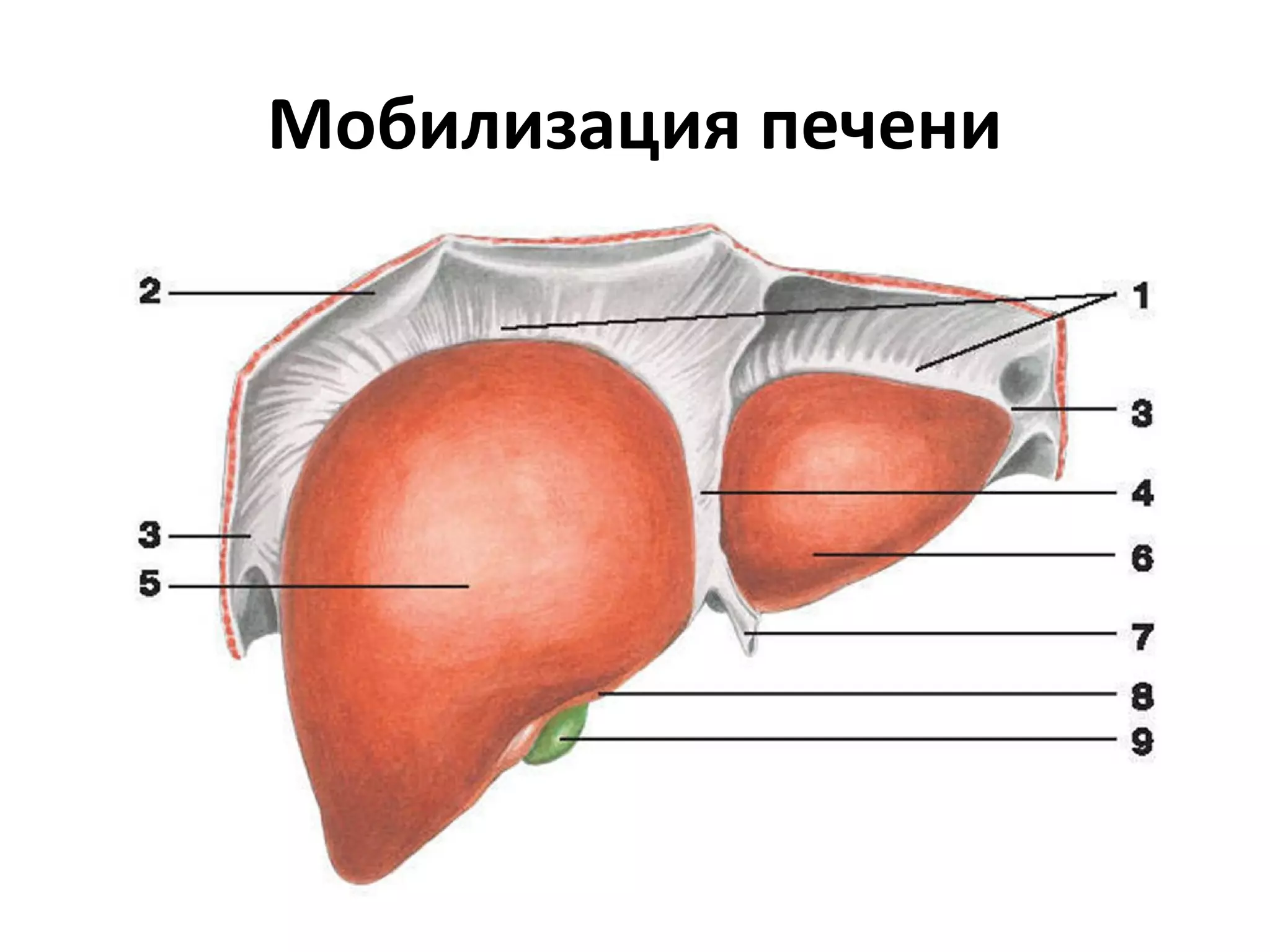 Liver Trauma (Liver Injury) | PPT