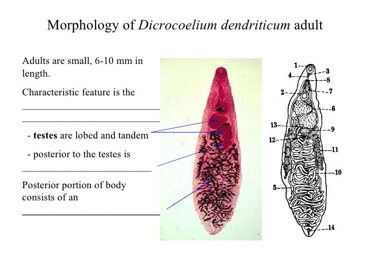 Liver Trematodes