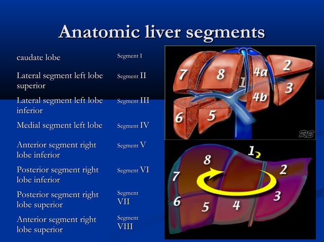 Liver ultrasound
