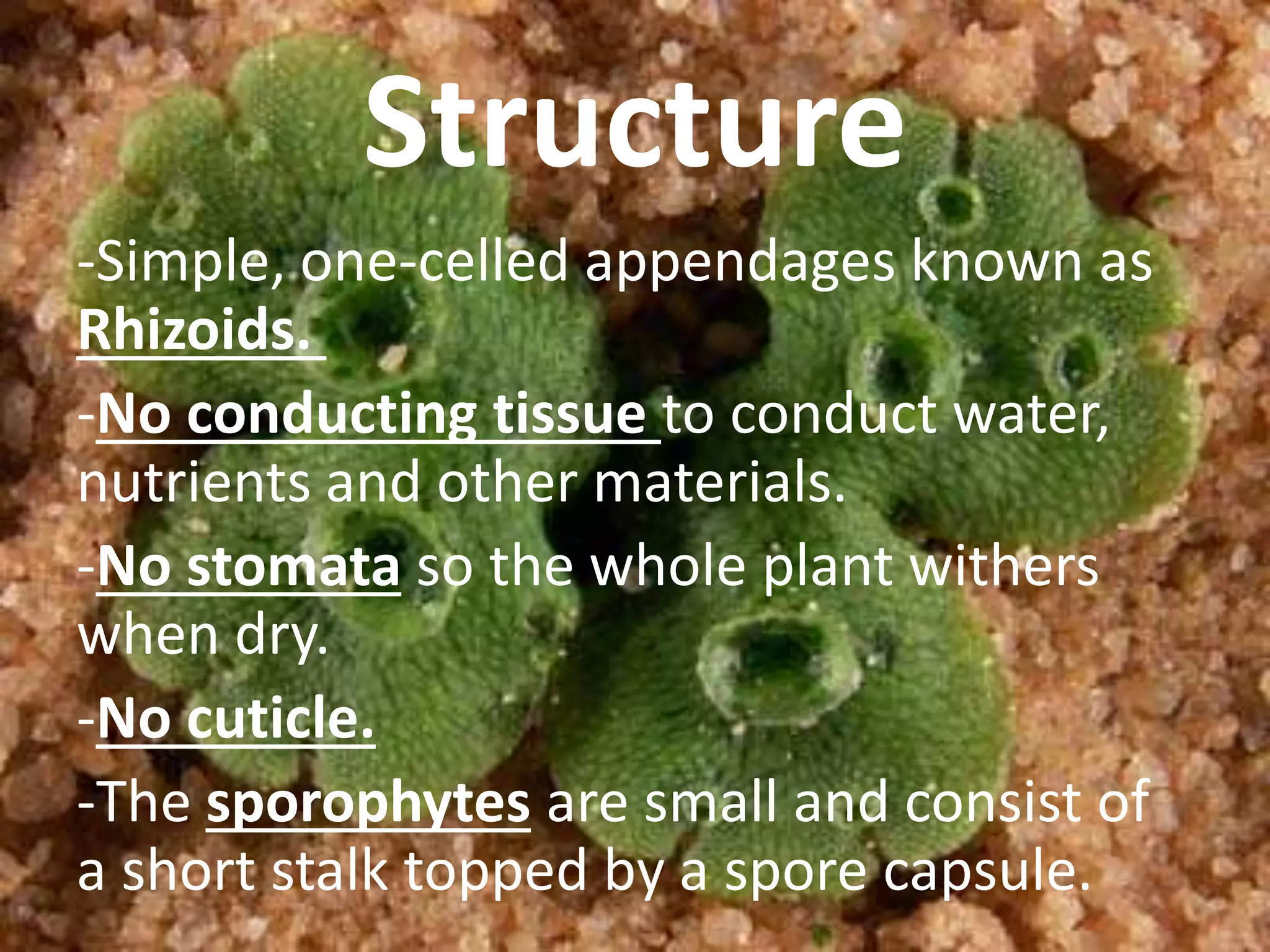 Liverworts | PPTX