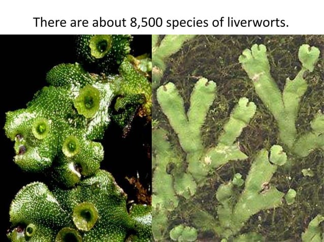Liverworts | PPTX | Biological Sciences | Science