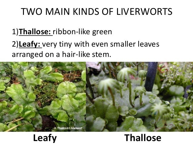 Liverworts