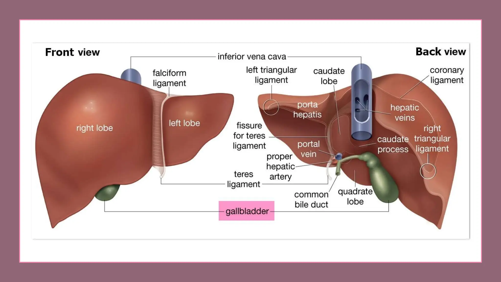 livery parasite and cyst.pptx