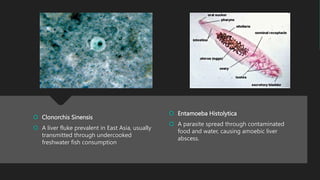 livery parasite and cyst.pptx