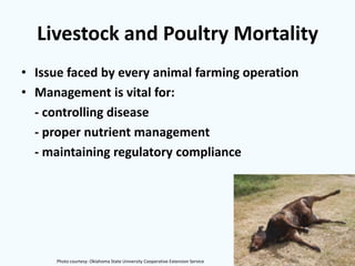 Livestock and Poultry Mortality Management | PPTX