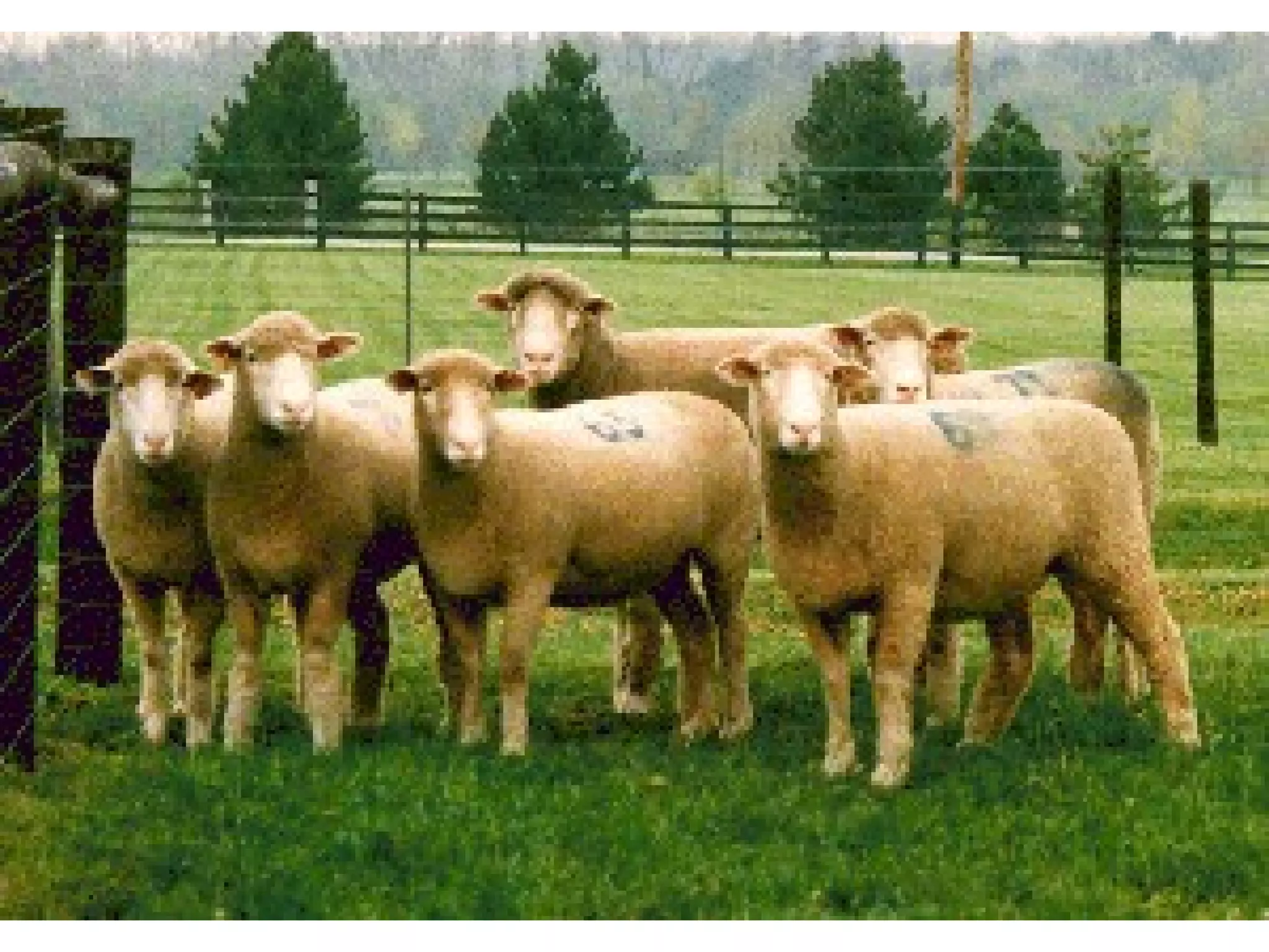 Livestock Breeds Practice16 Jan09 | PPT