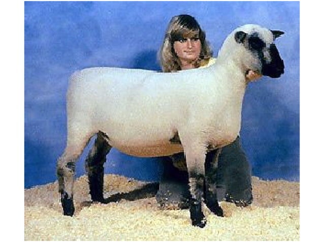 Livestock Breeds Practice16 Jan09 | PPT