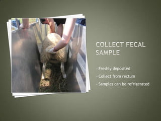 Livestock Parasitology 101 | PPTX