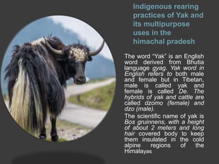 Yak production and management in lahaul& spiti (HP) | PPTX