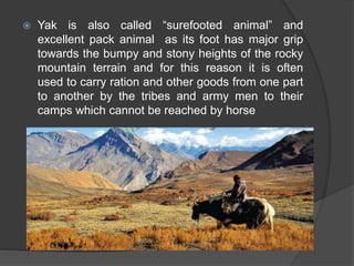 Yak production and management in lahaul& spiti (HP) | PPTX