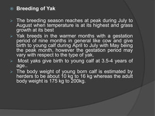 Yak production and management in lahaul& spiti (HP) | PPTX