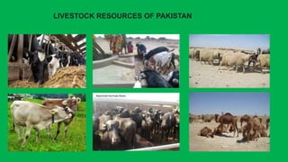 Livestock resources in pakistan | PPTX