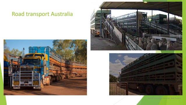 Livestock supply chain logistics | PPT