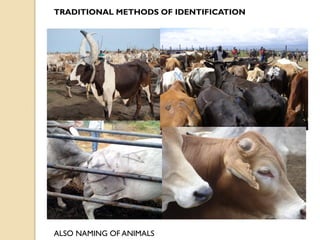 Livestock traceability | PDF
